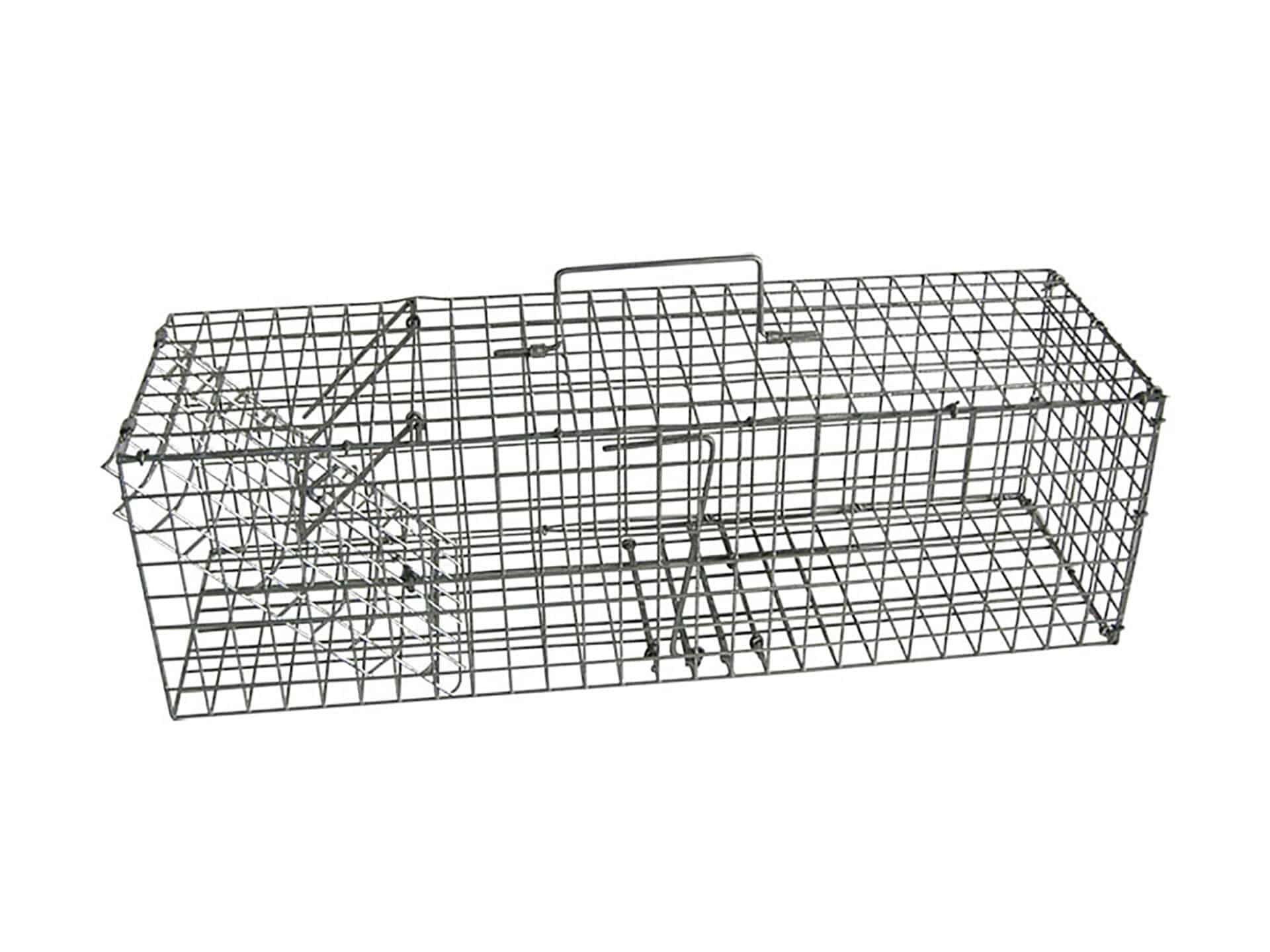 Piège à rats : quel modèle choisir ? en décembre 2025