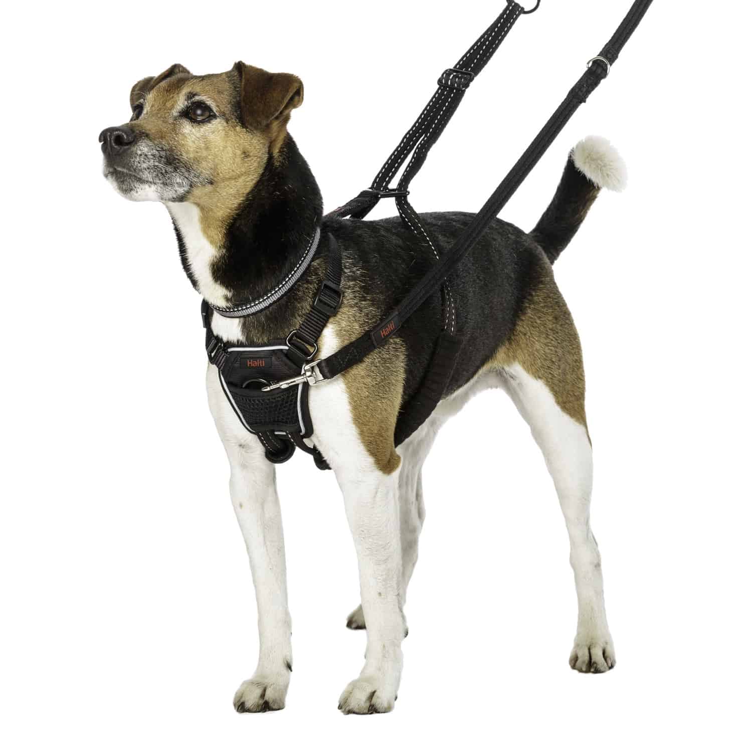 Harnais pour chien : quel modèle choisir ? en mai 2026
